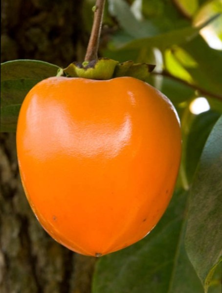 A passion for persimmons – Cynthia David